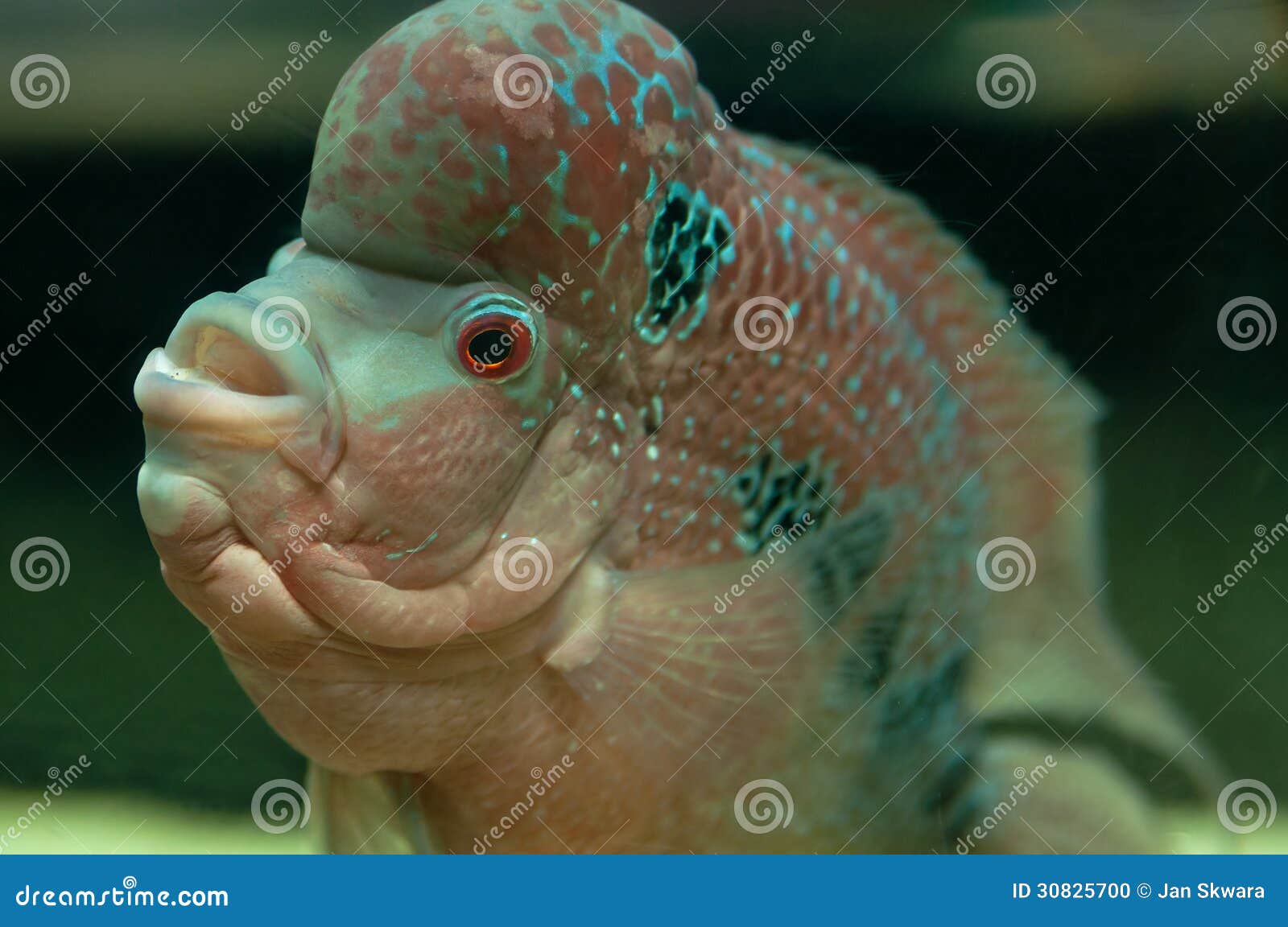 Poissons tropicaux photo stock. Image du rouge, fond - 30825700