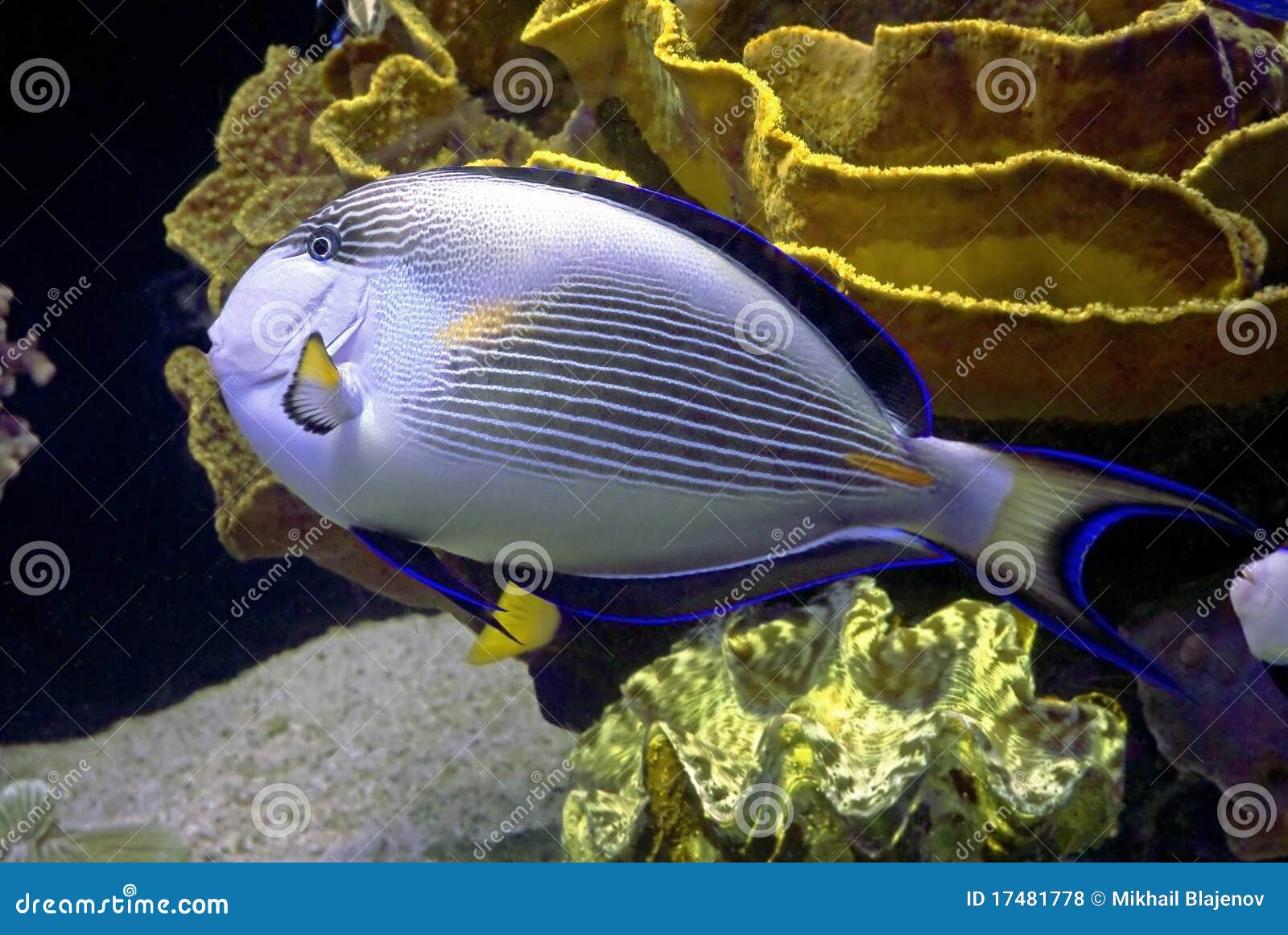 Poissons tropicaux 31 photo stock. Image du aquarium - 17481778