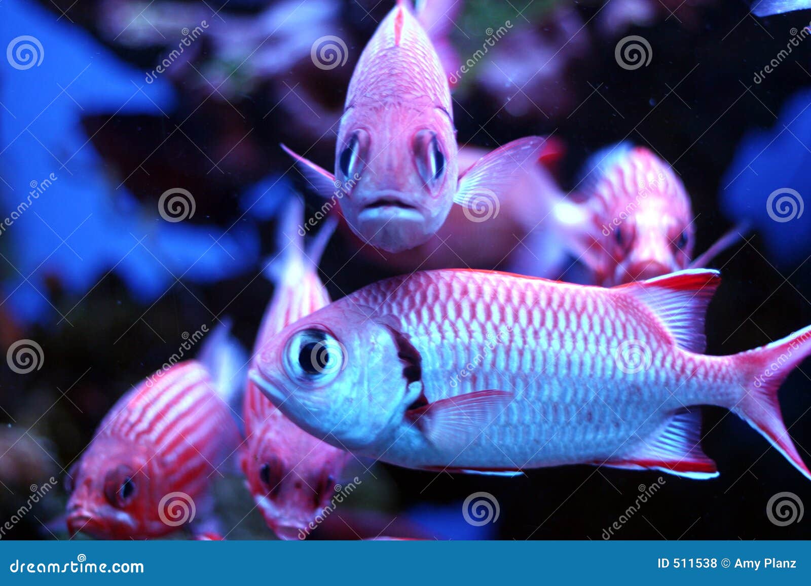 Poissons tropicaux photo stock. Image du ramassage, rang - 511538