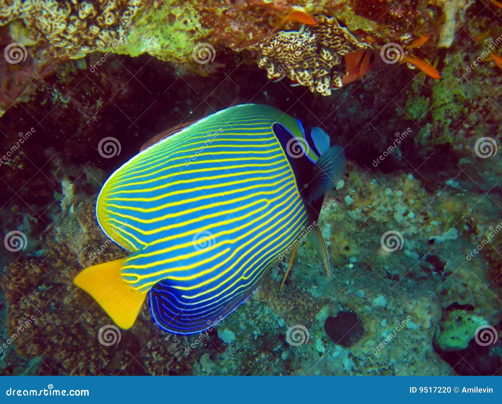 Poissons tropicaux photo stock. Image du jaune, bleu, ailette - 9517220