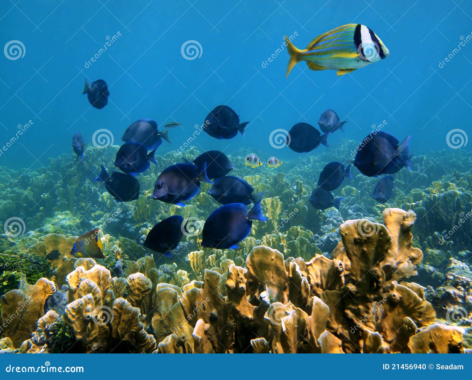 Poissons Tropicaux Au Mexique Photo stock - Image du corail, bleu: 21456940