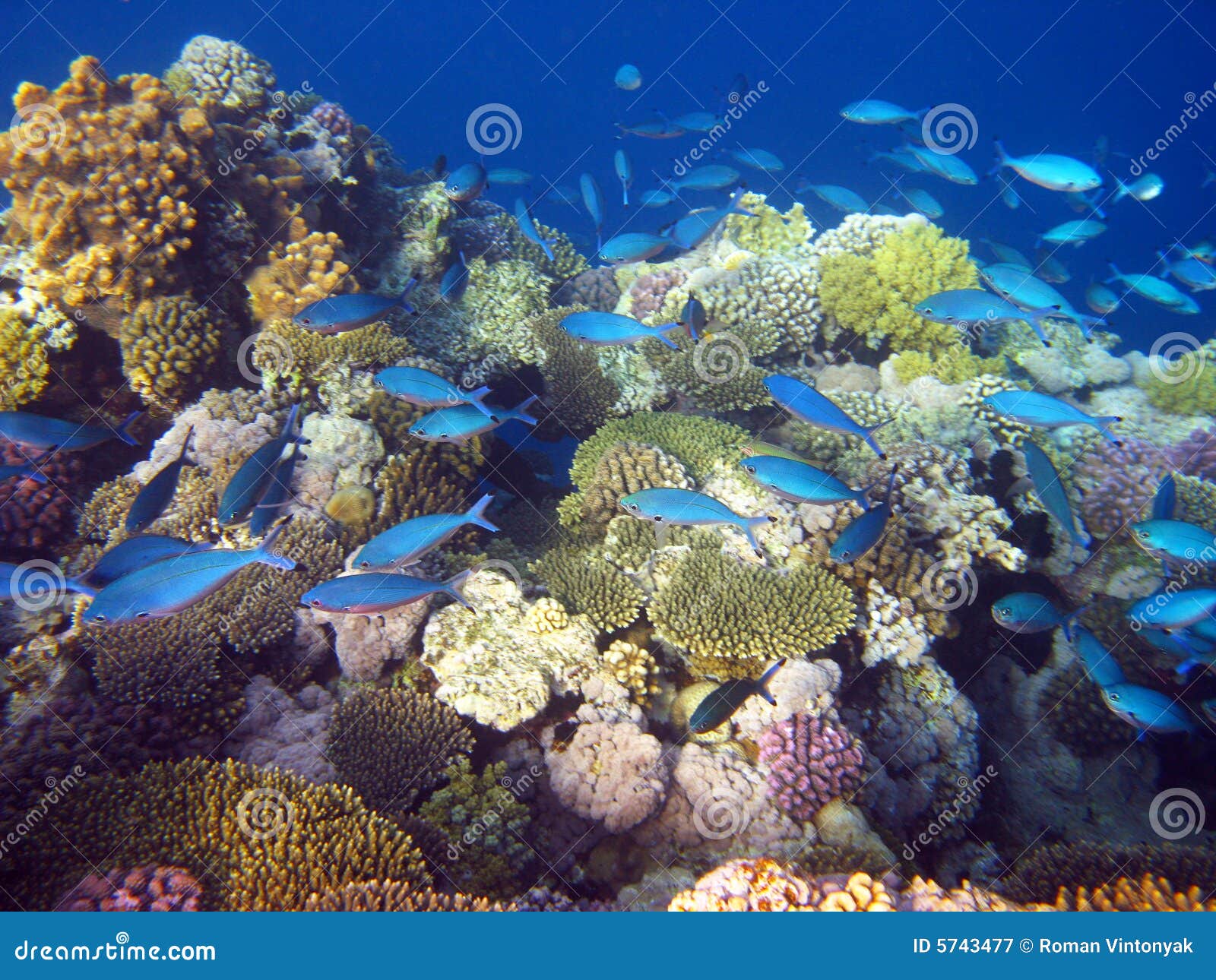 Poissons tropicaux bleus image stock. Image du marin, exotique - 5743477