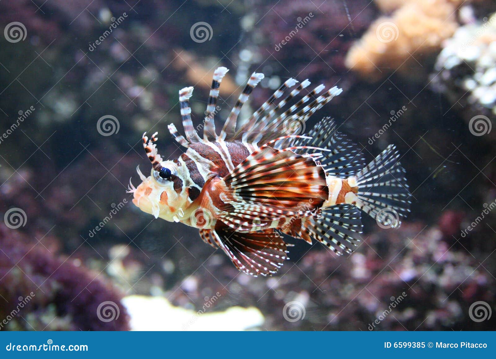 Poissons Tropicaux Dans L'aquarium Image stock - Image du norvège ...