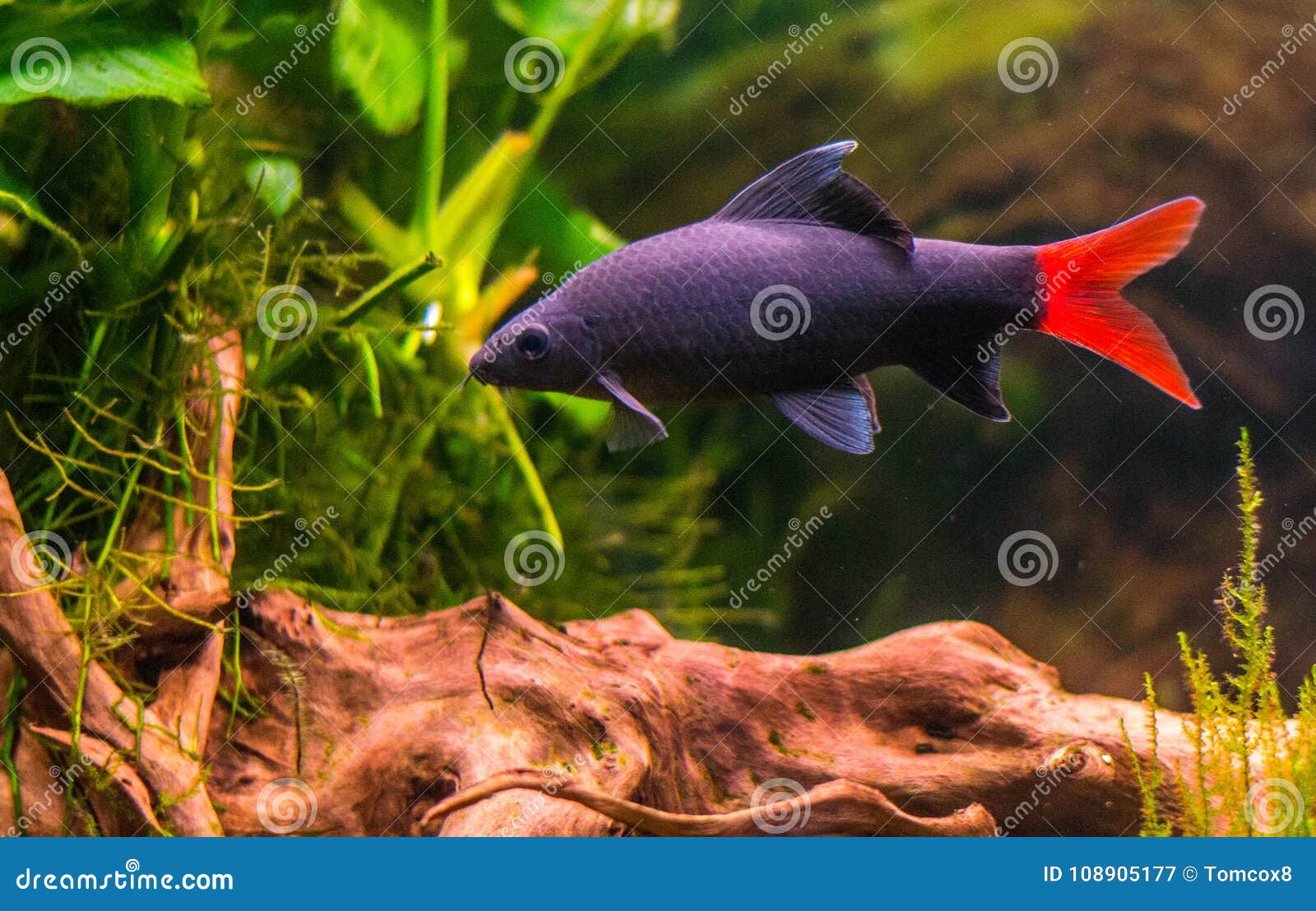 Poissons Tropicaux - Requin Rouge De Queue Image stock - Image du bois ...