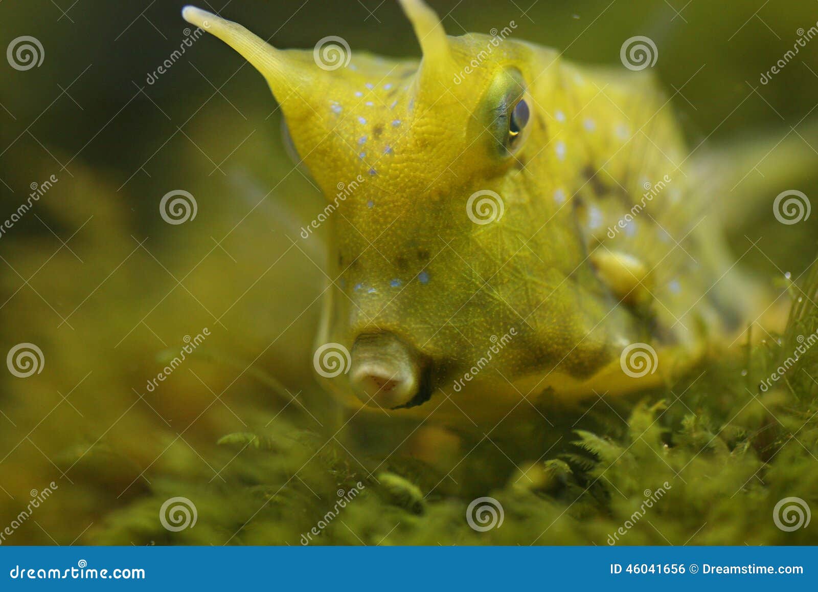 Poissons verts photo stock. Image du animaux, marin, vert - 46041656