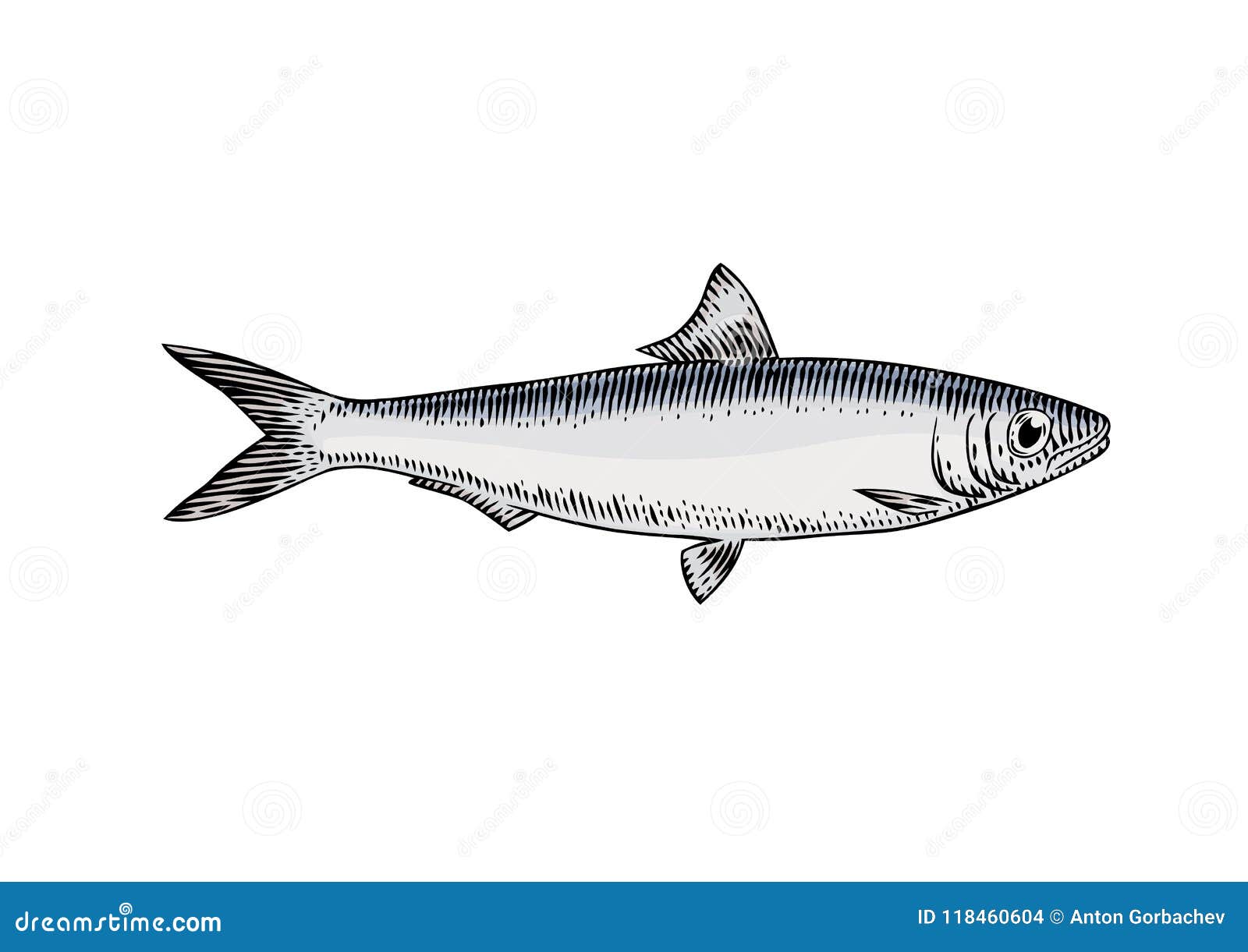 Poissons Vivants De Sardine Illustration Stock - Illustration du vivant ...