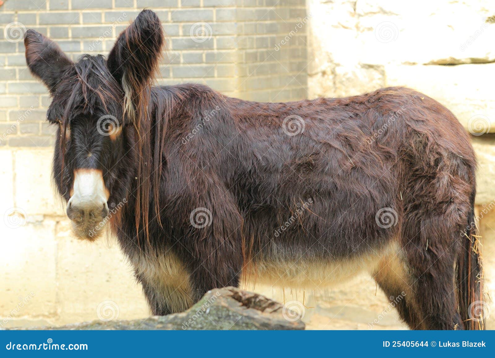 Poitou Donkey Stock Image | CartoonDealer.com #98204029