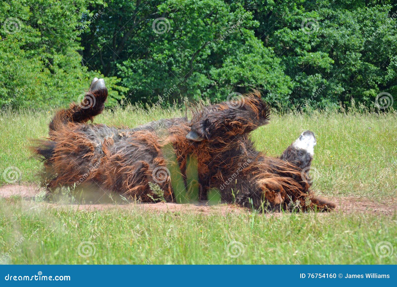 Poitou donkey Roll stock photo. Image of stare, closeup - 76754160
