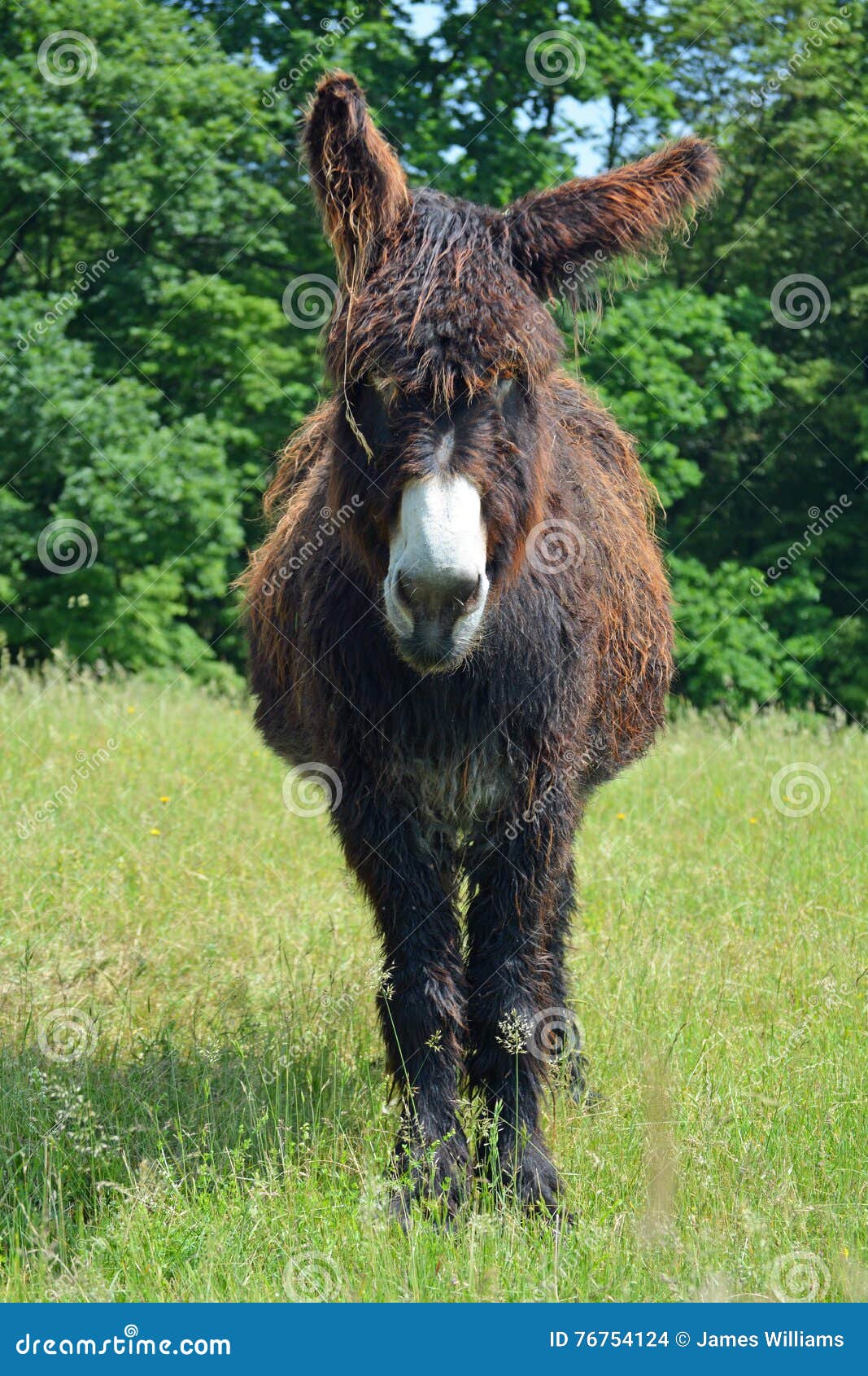 Poitou donkey Stare stock photo. Image of brown, prairie - 76754124