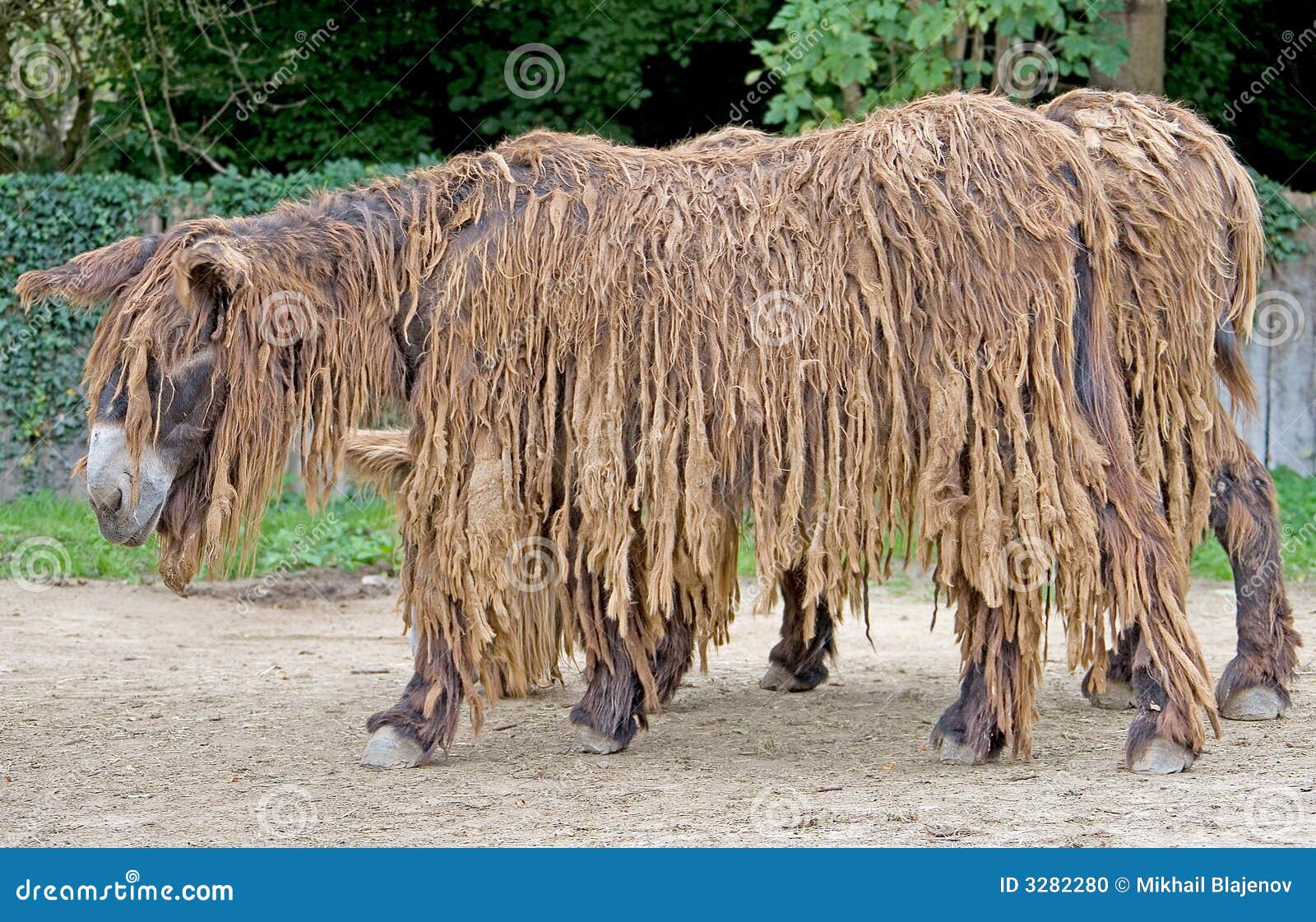 Poitou`s Donkey 3 stock photo. Image of ecology, country - 3282280
