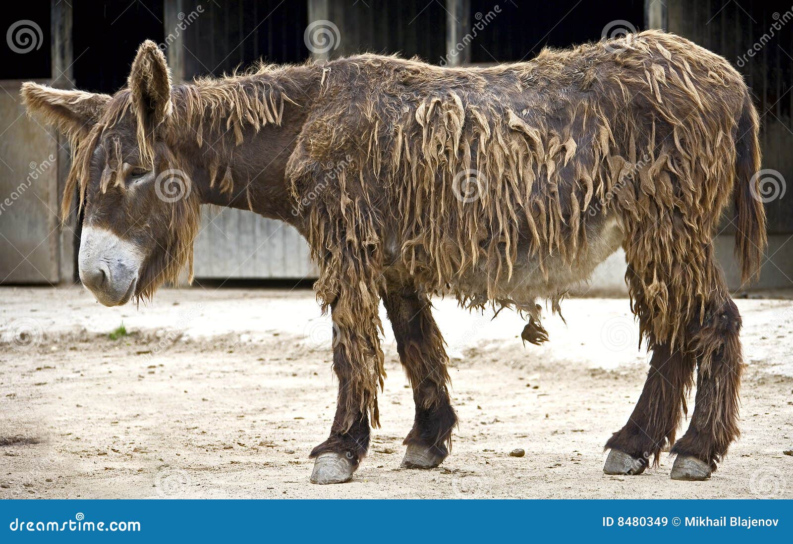 Poitou`s Donkey 6 stock image. Image of grass, hair, burro - 8480349