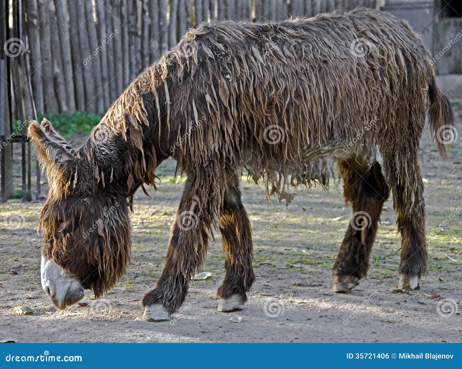 Poitou` s Ezel 2 stock foto. Image of vreemd, geoorloofd - 35721406