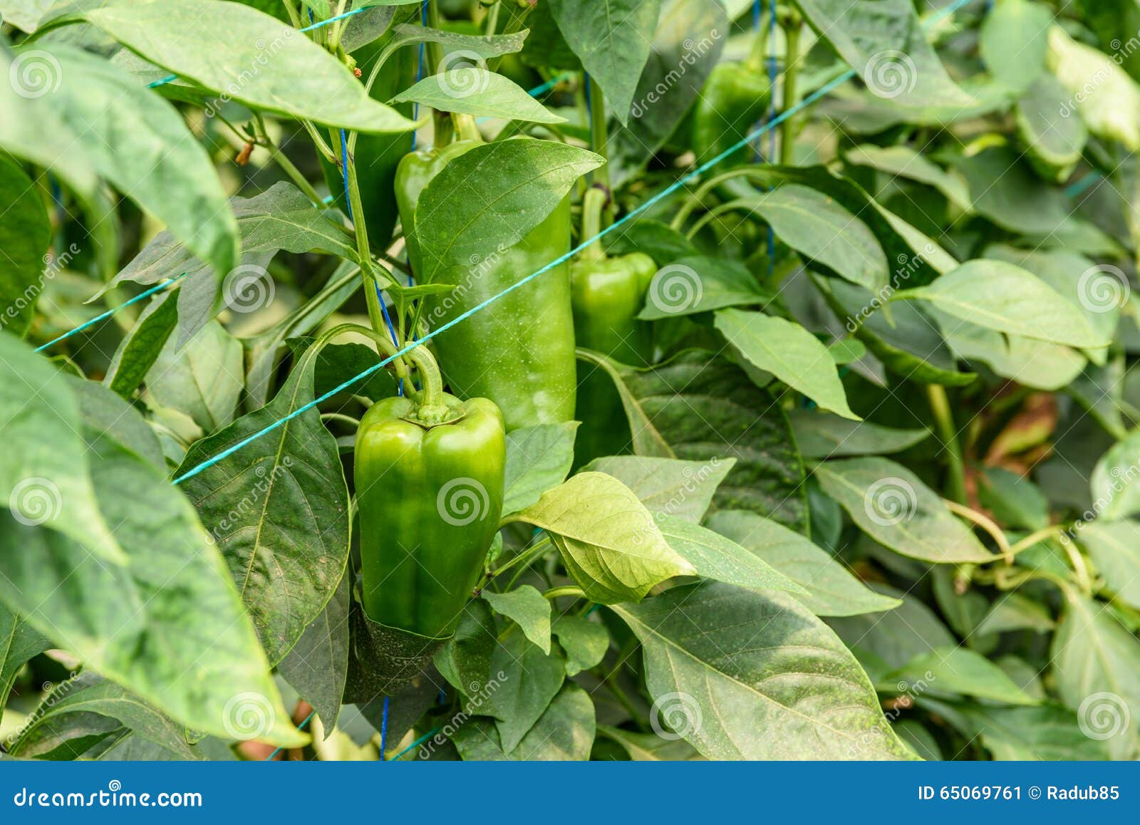 Poivron Vert Dans Le Potager Image stock - Image du agriculture, zone ...