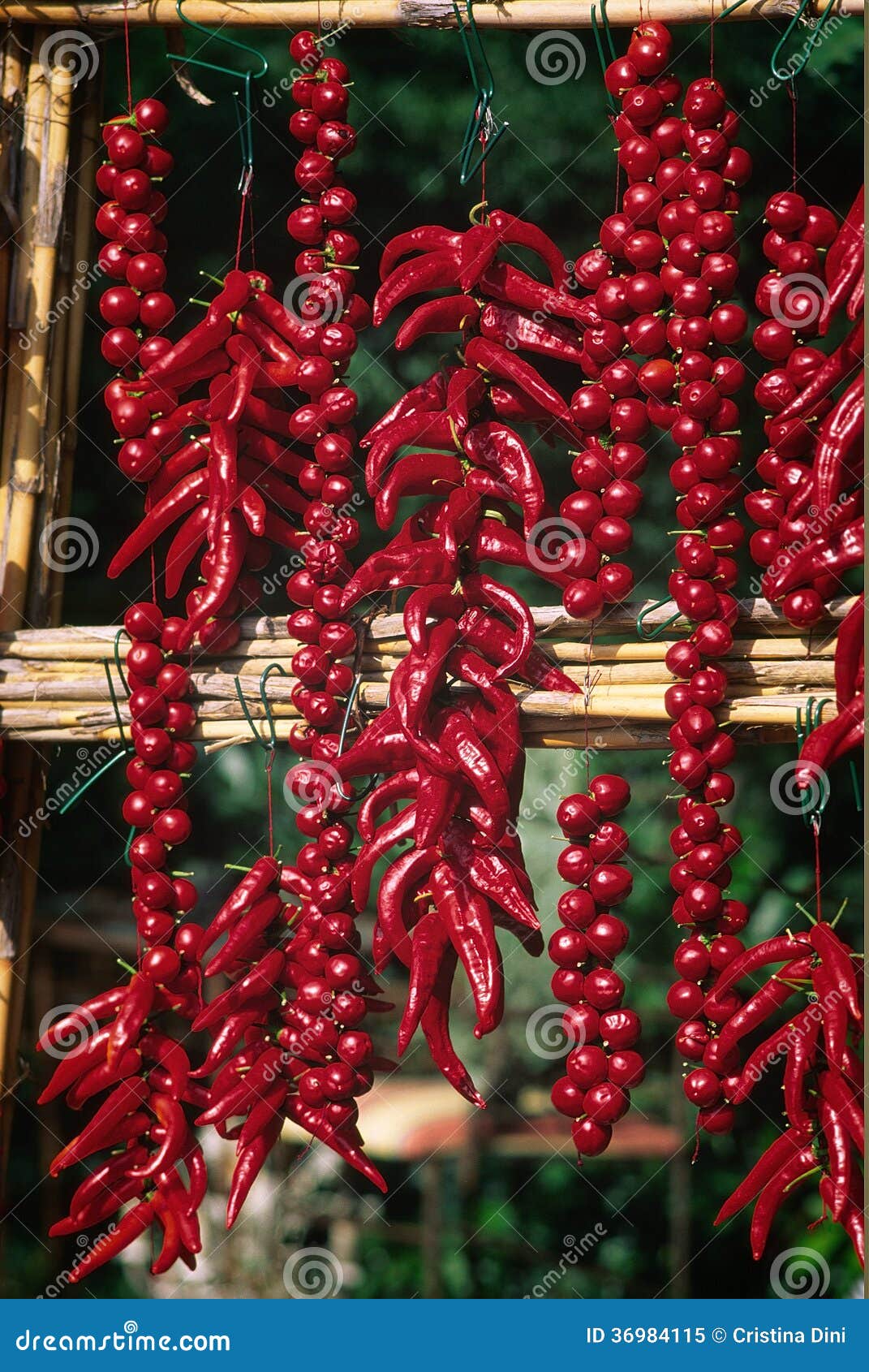 Poivrons d'un rouge ardent image stock. Image du rouge - 36984115