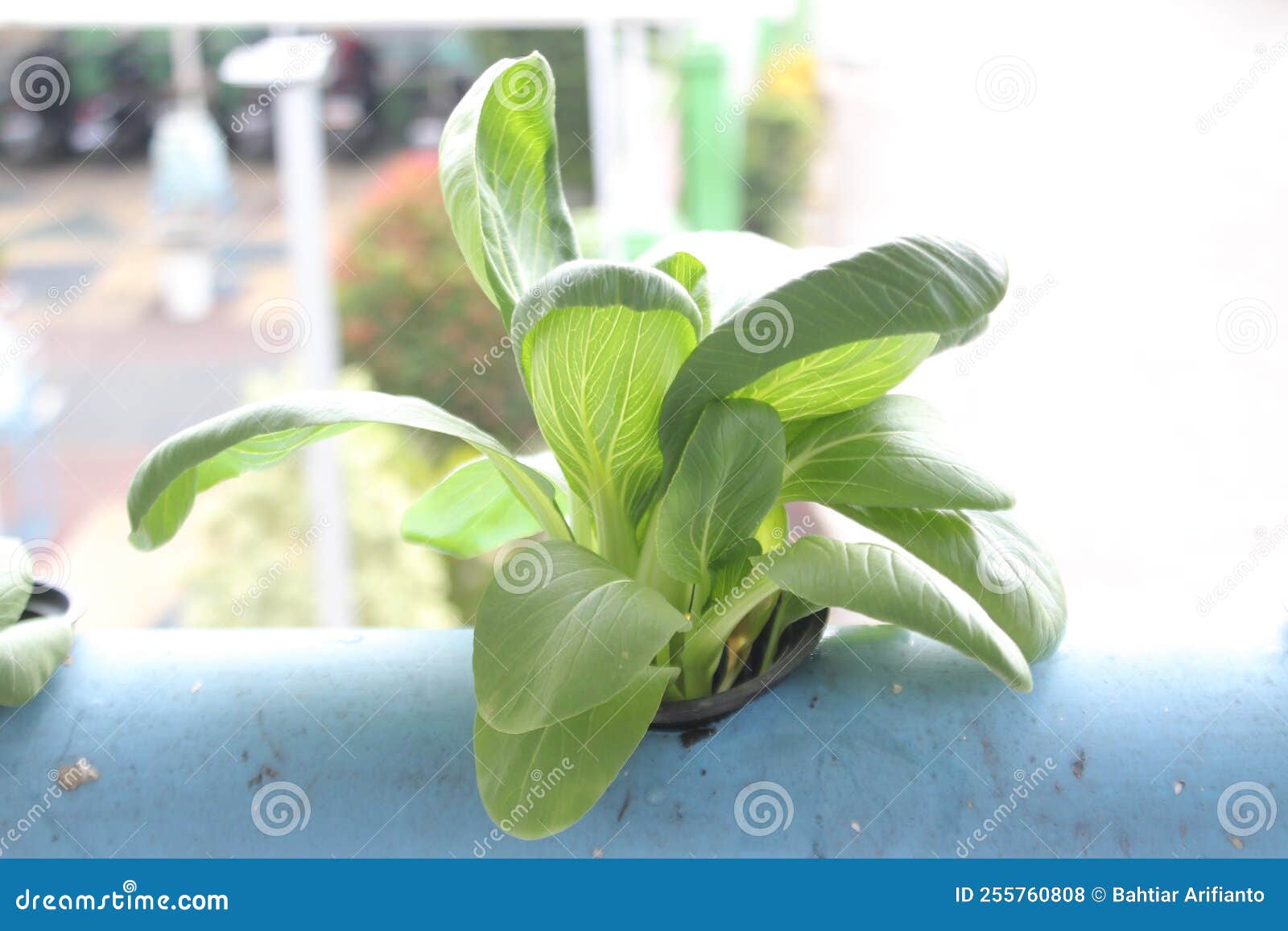Pokcay Vegetables Thrive in the Morning Stock Photo - Image of pokcay ...
