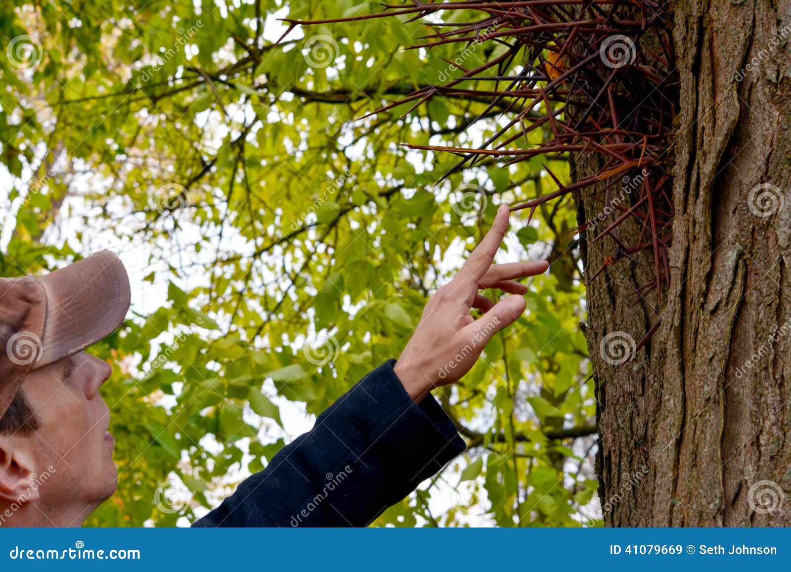 Poke stock image. Image of pointy, thorns, interesting - 41079669