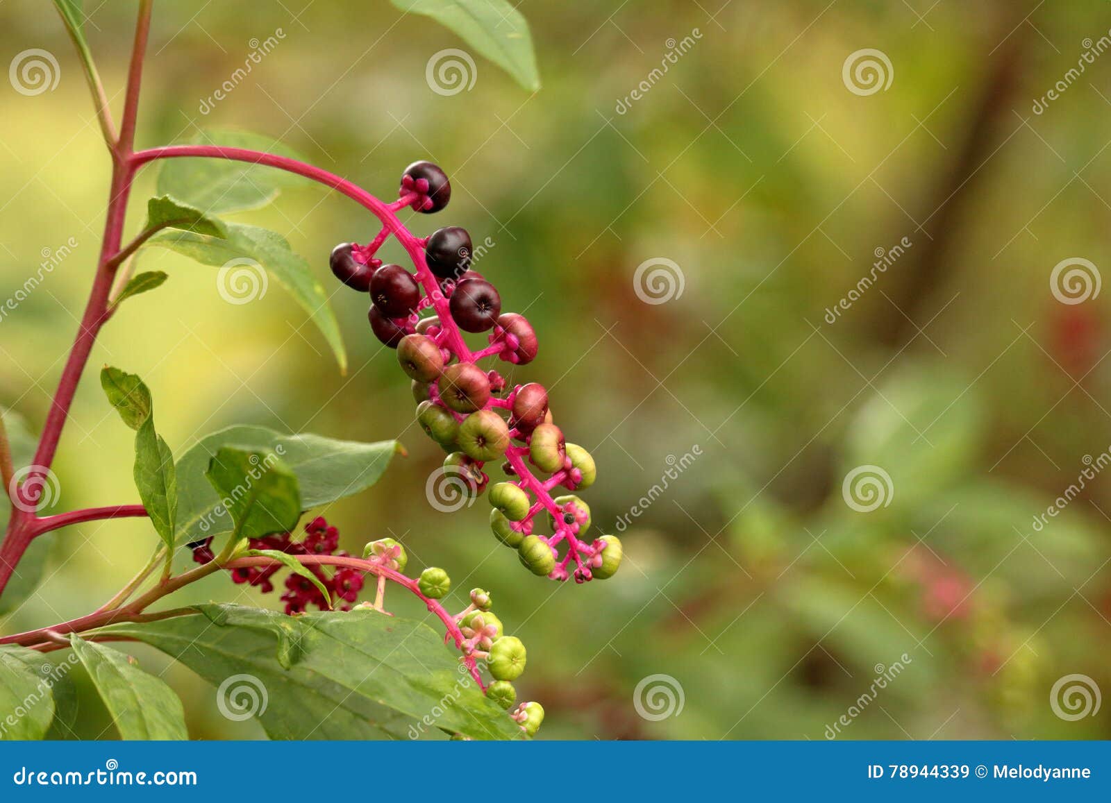 Poke Weed Berries stock image. Image of leaves, poke - 78944339