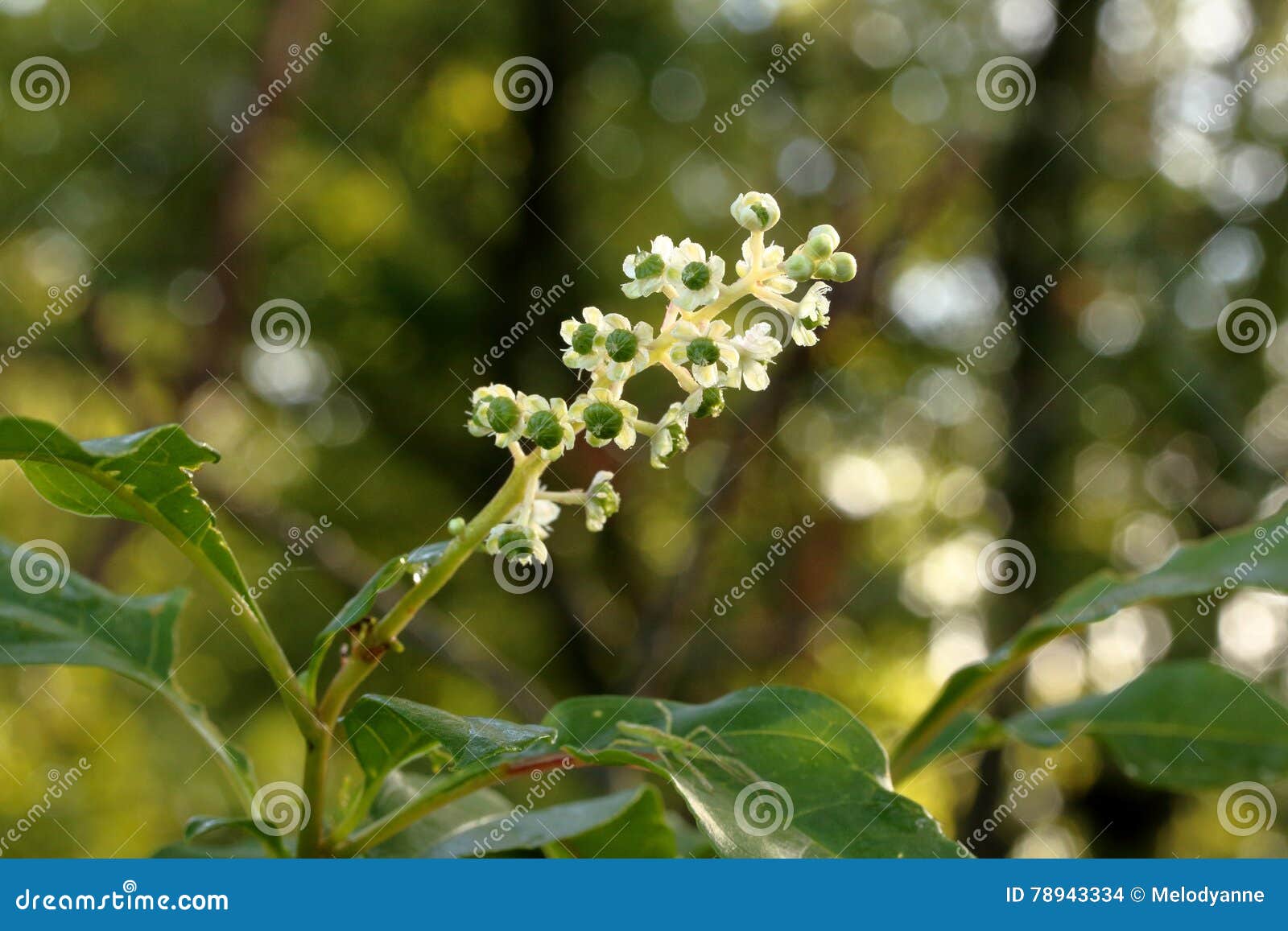 Poke Weed Flowers stock photo. Image of purple, leaves - 78943334