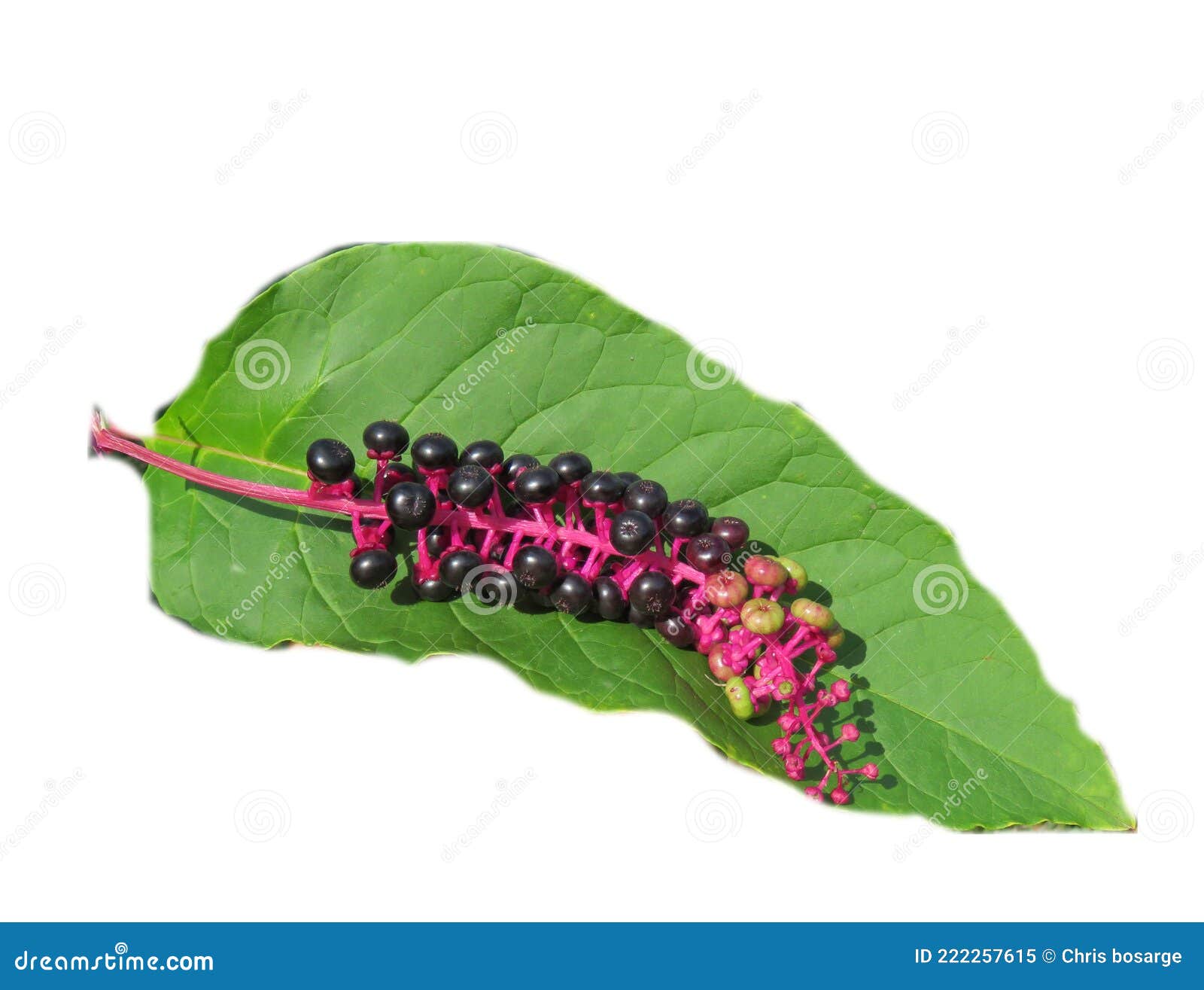 Weed Leaf Cross Section Under The Microscope Royalty-Free Stock Image ...