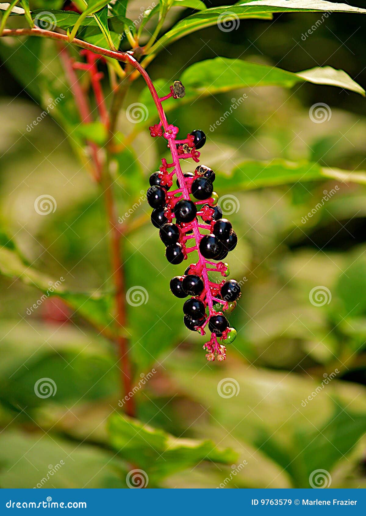 Pokeberries/Inkberries stock image. Image of virginia - 9763579