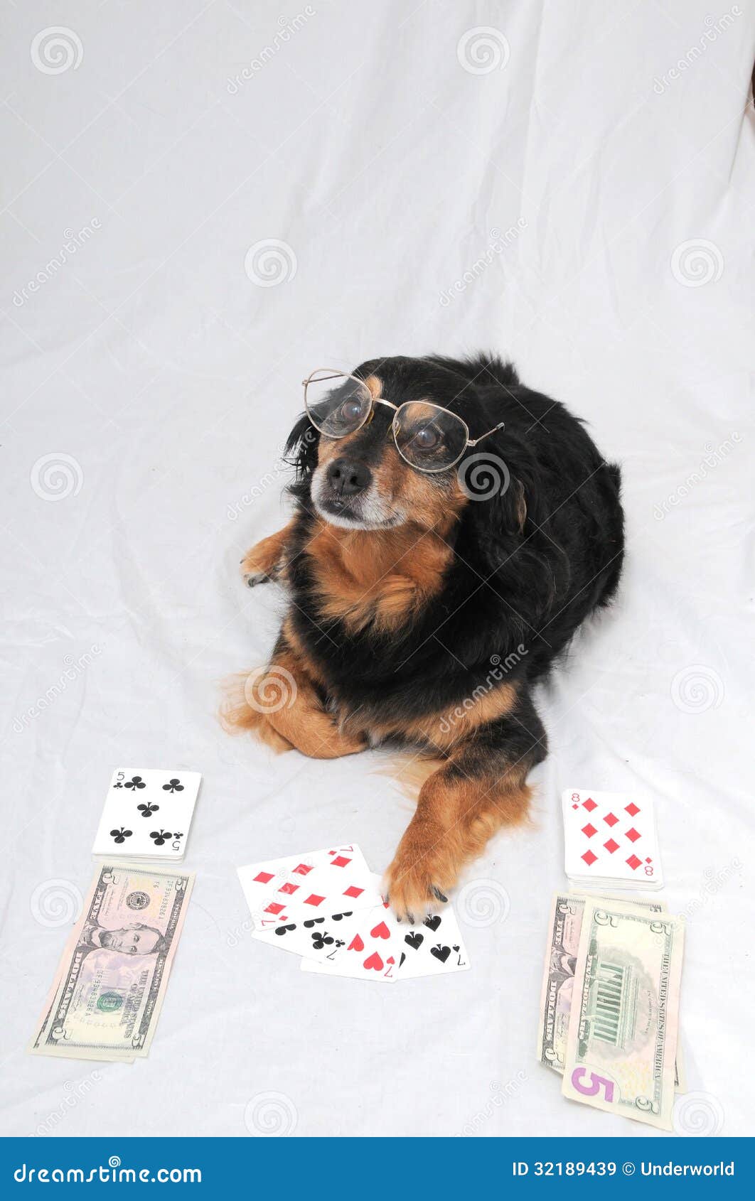 Poker Dog stock image. Image of playful, hand, club, challenge - 32189439