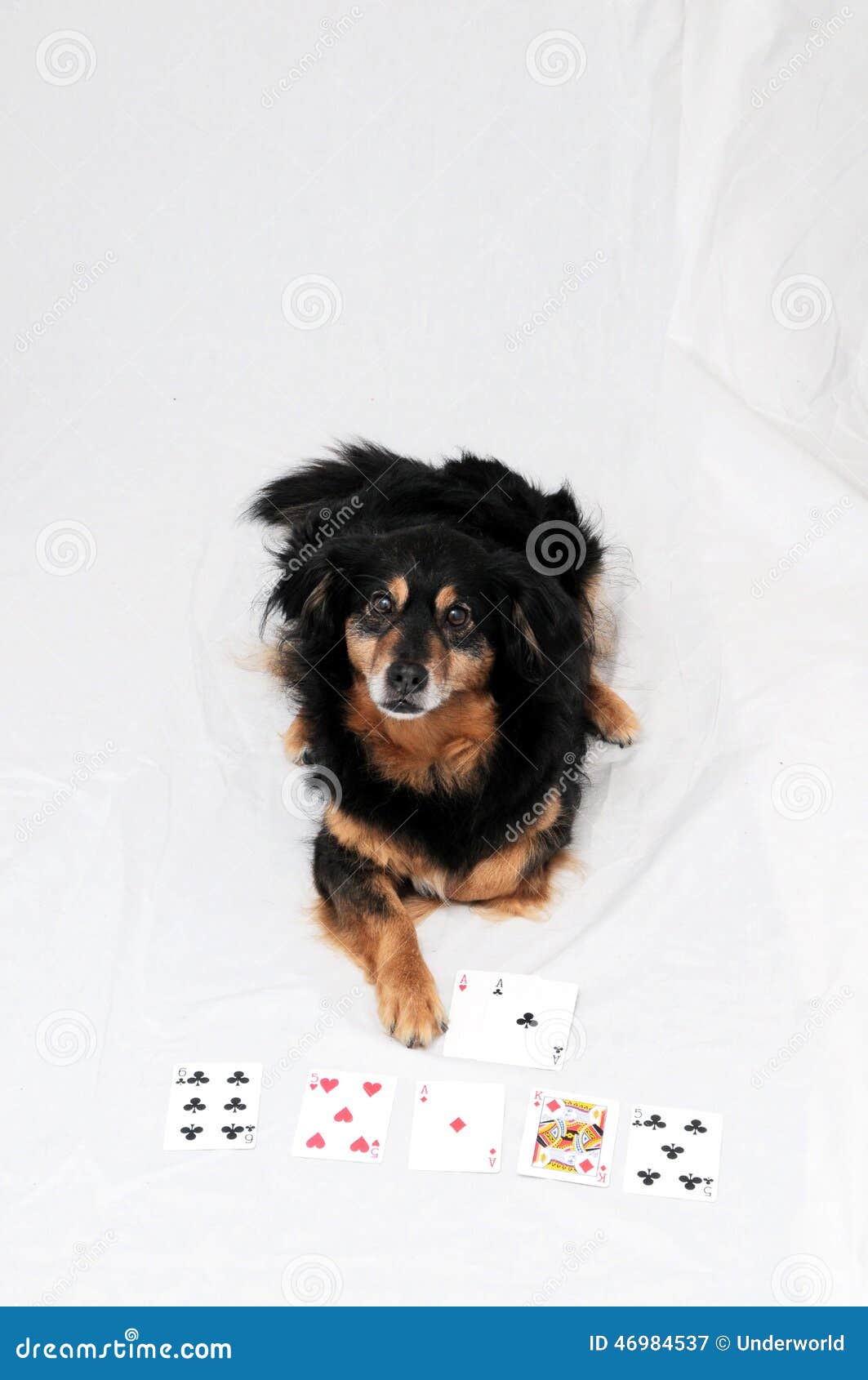 Poker Dog stock image. Image of game, hand, funny, player - 46984537
