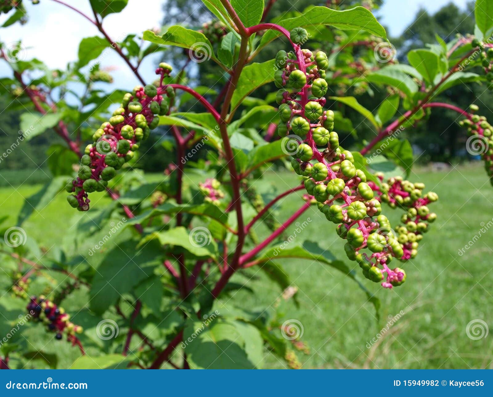 Pokeweed stock photo. Image of wild, forest, salad, sally - 15949982