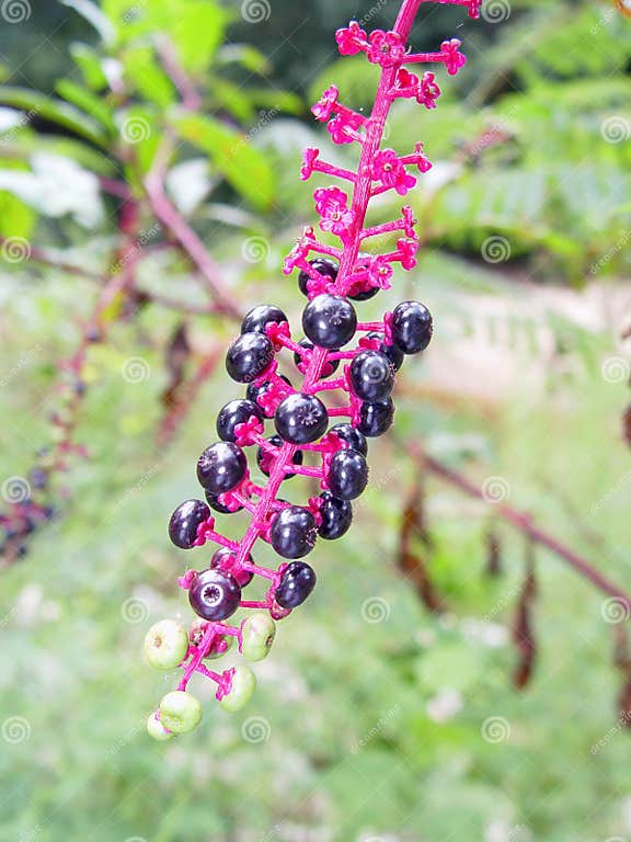 Pokeweed stock photo. Image of berries, horticulturalist - 21630