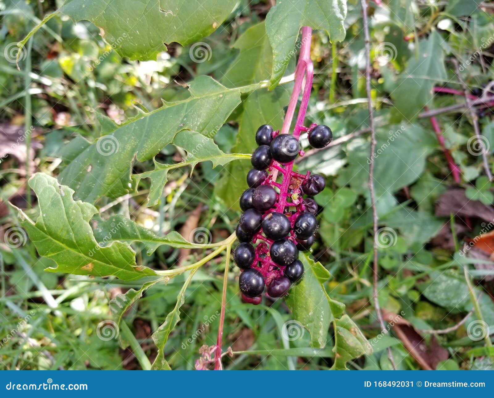 Pokeweed/poke berry stock image. Image of pokeweed, plant - 168492031