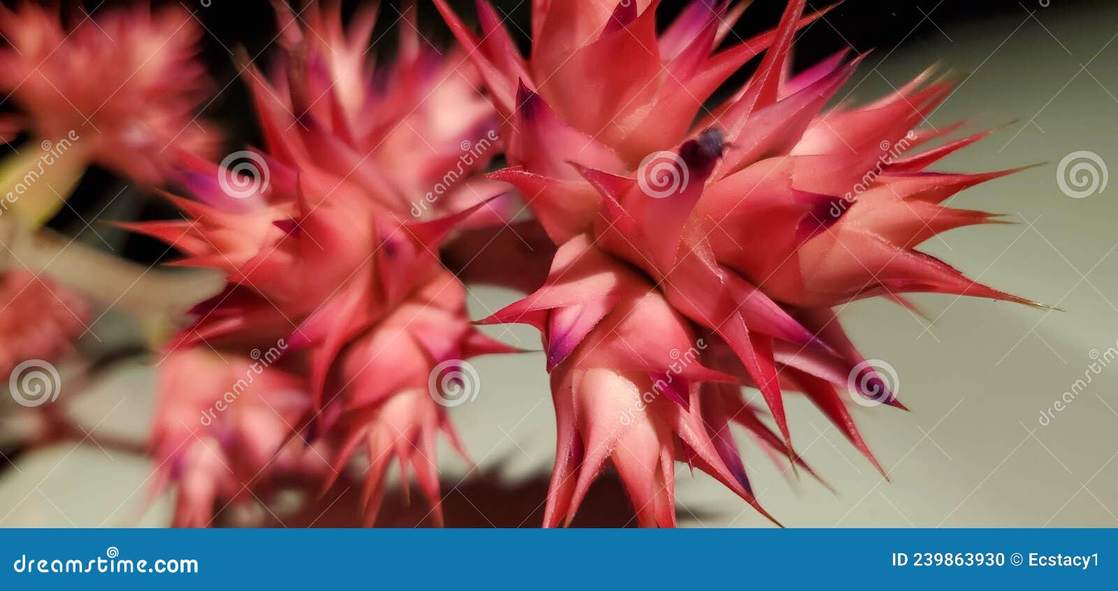 Pokey red flower stock photo. Image of petal, blossom - 239863930