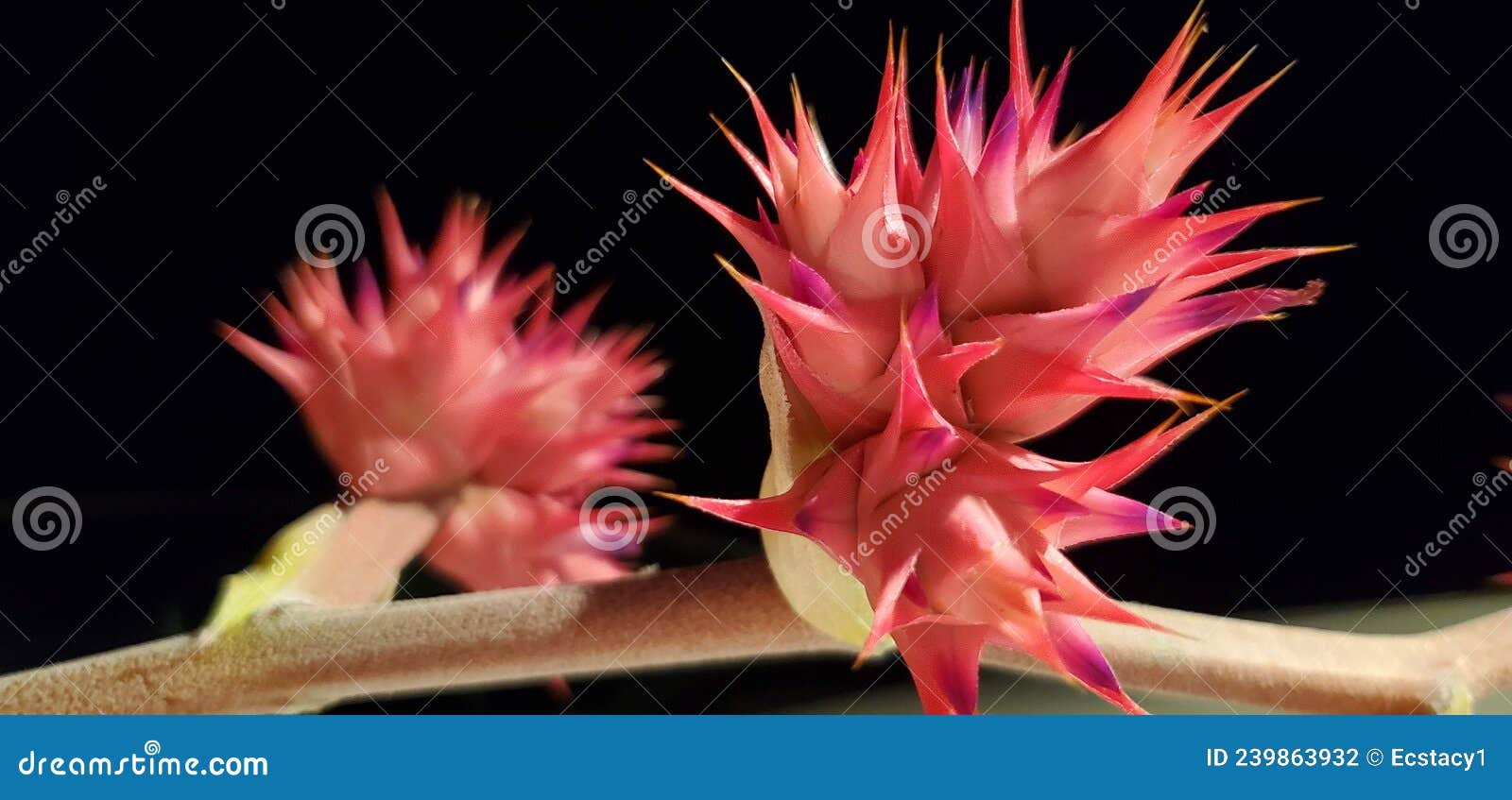 Pokey red flower stock photo. Image of food, purple - 239863932