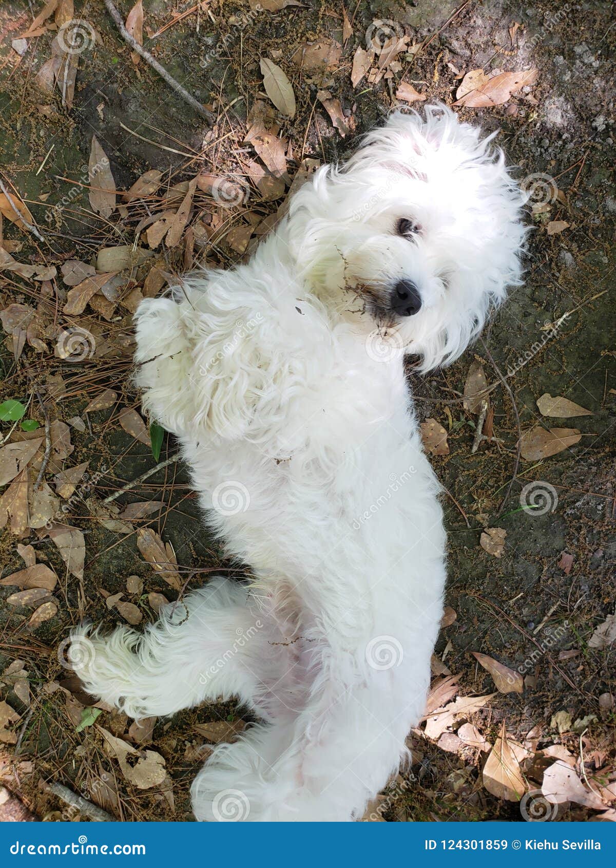 Poky stock image. Image of puppy, animal, poky, maltese - 124301859