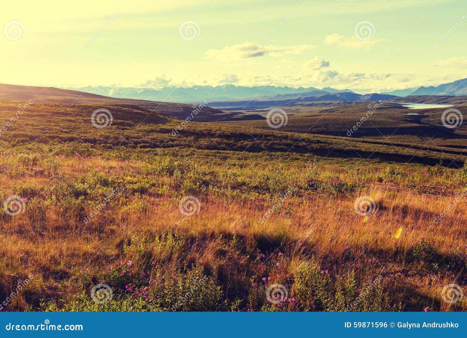 Polaire toendra stock foto. Image of milieu, vreedzaam - 59871596