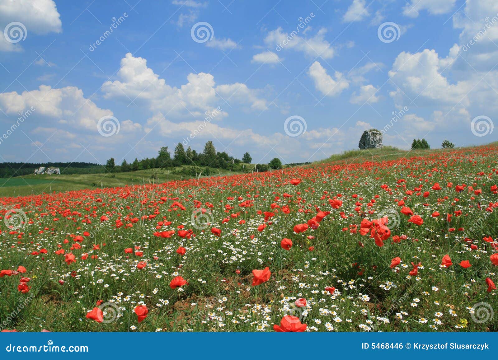 Poland stock photo. Image of nature, malopolskie, flora - 5468446