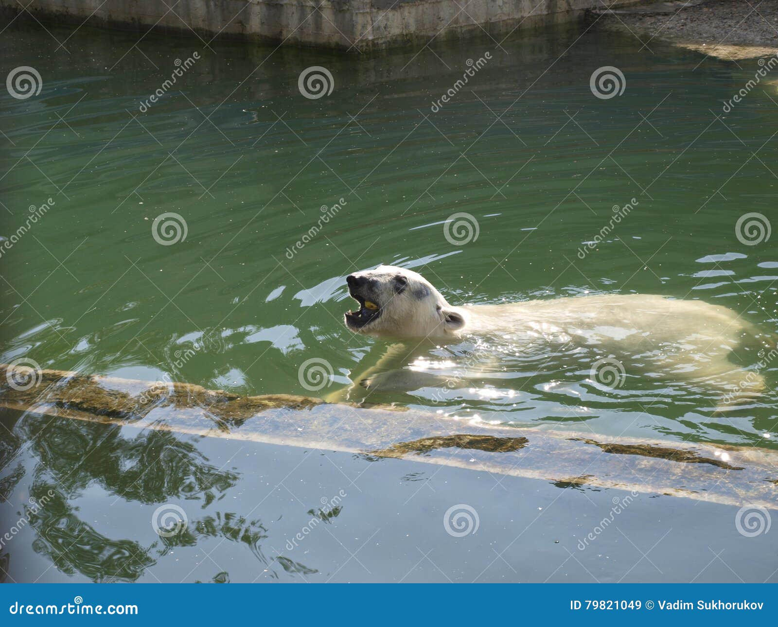 Polar bea stock image. Image of hide, hill, herb, forest - 79821049