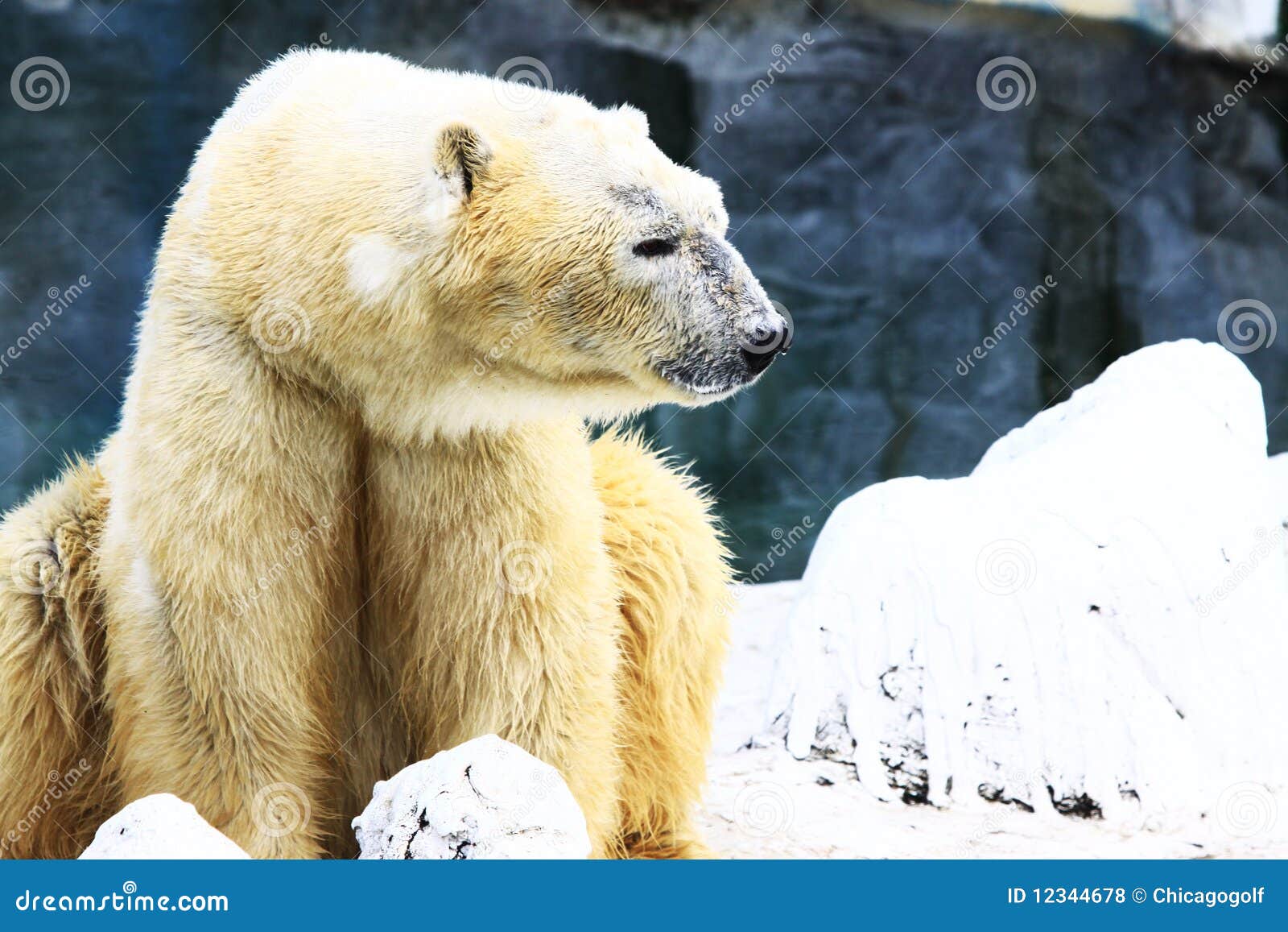 Polar bear stock photo. Image of strong, giant, look - 12344678