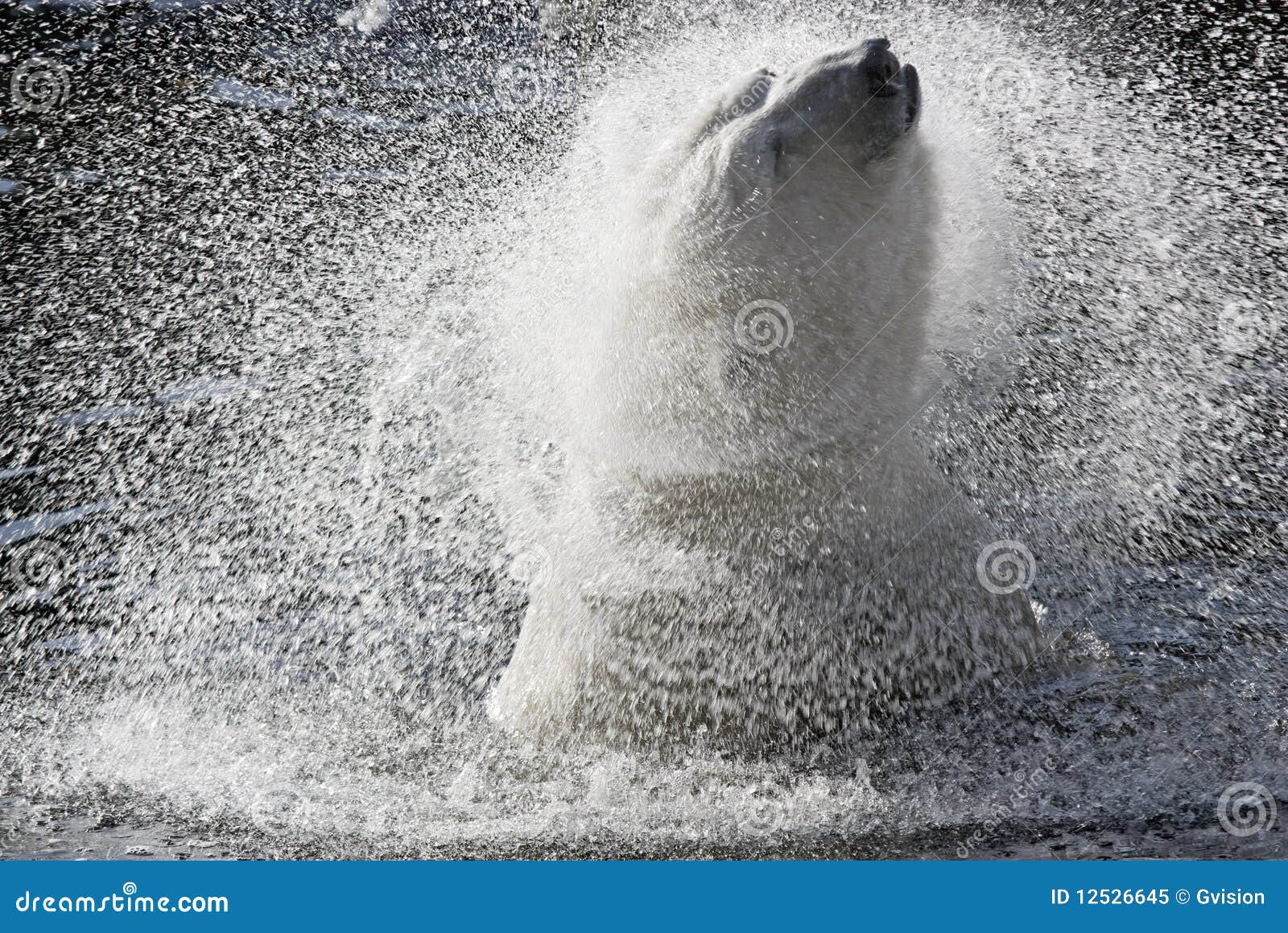 Polar Bear stock image. Image of splash, species, nature - 12526645