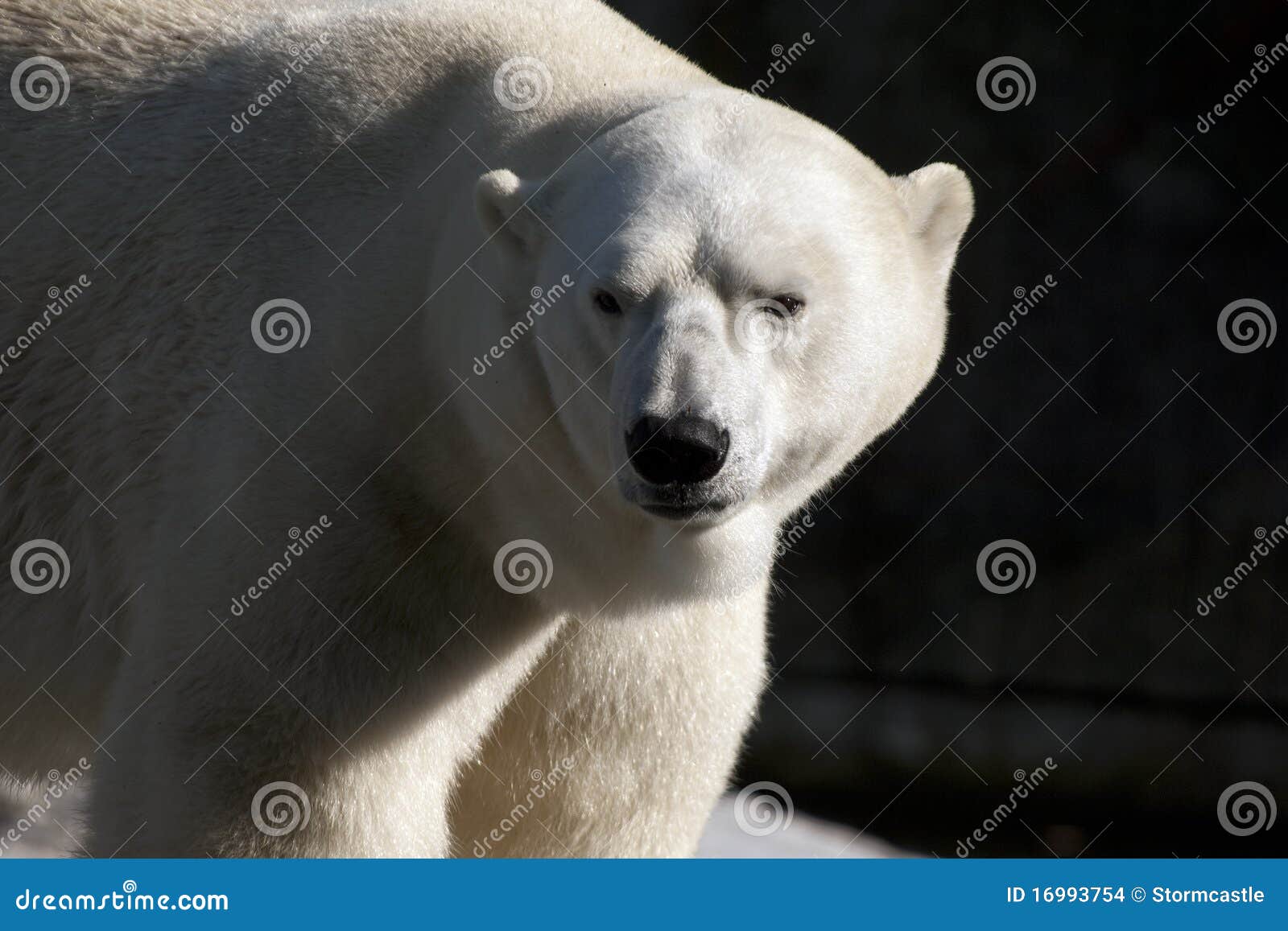 Polar Bear stock photo. Image of outdoors, wild, freezing - 16993754