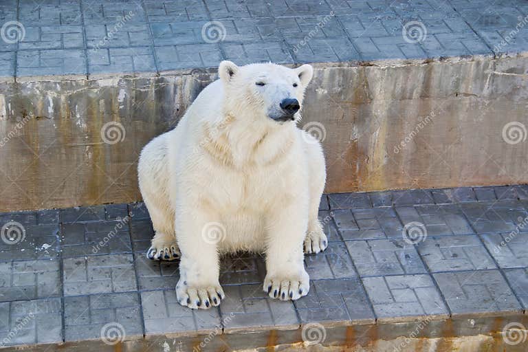 Polar bear stock image. Image of dirty, stubborn, whelp - 20106253
