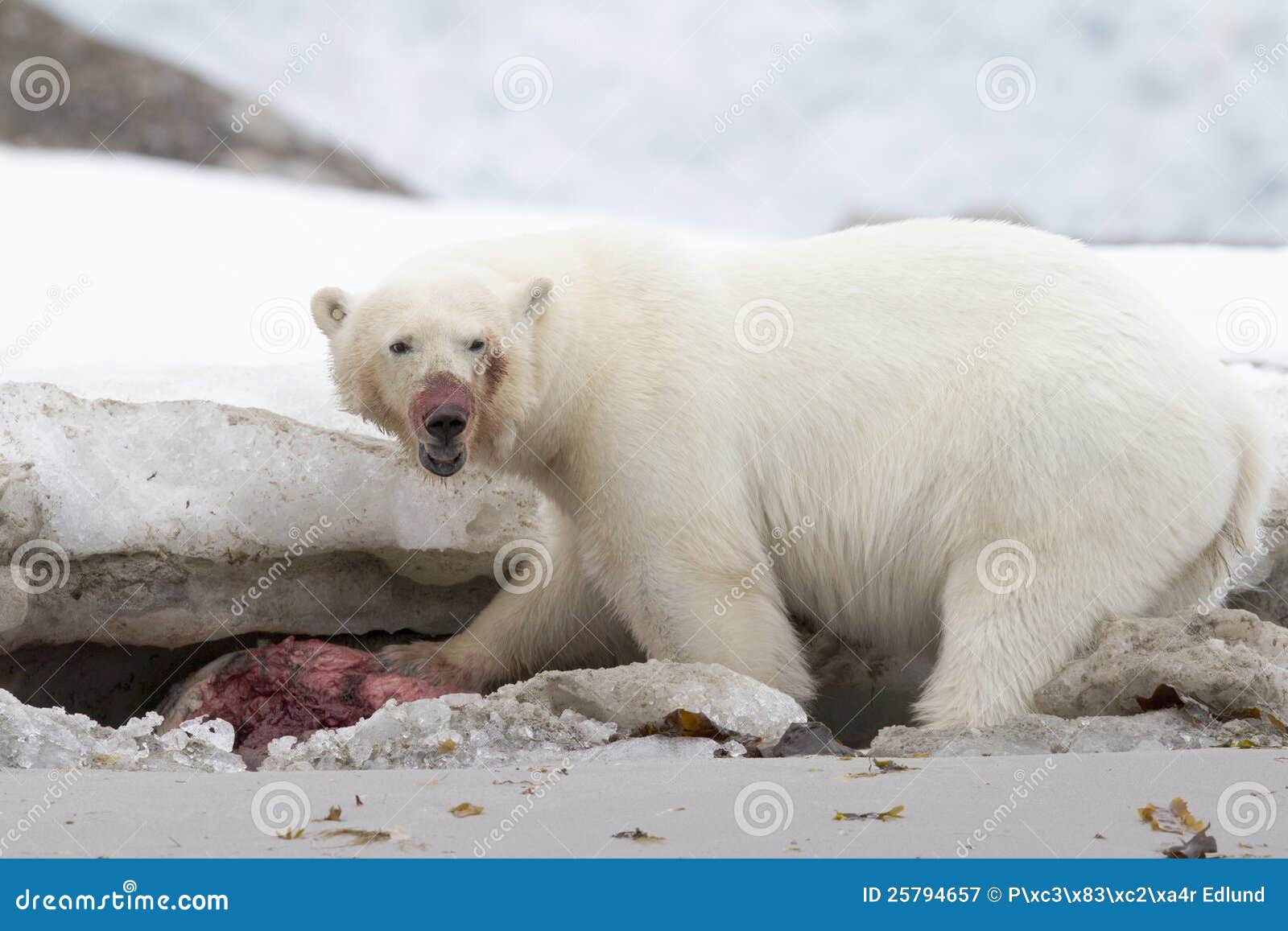 Polar Bear Eating stock image. Image of expedition, iceberg - 25794657