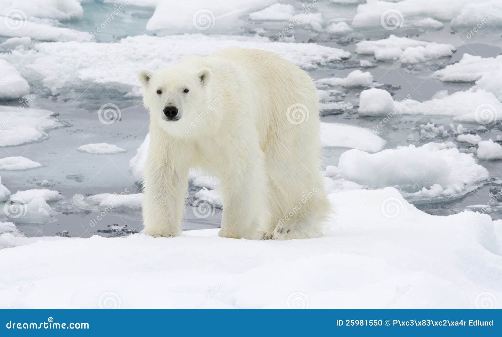 Polar Bear in Icy Winter Landscape. Stock Photo - Image of mammals ...
