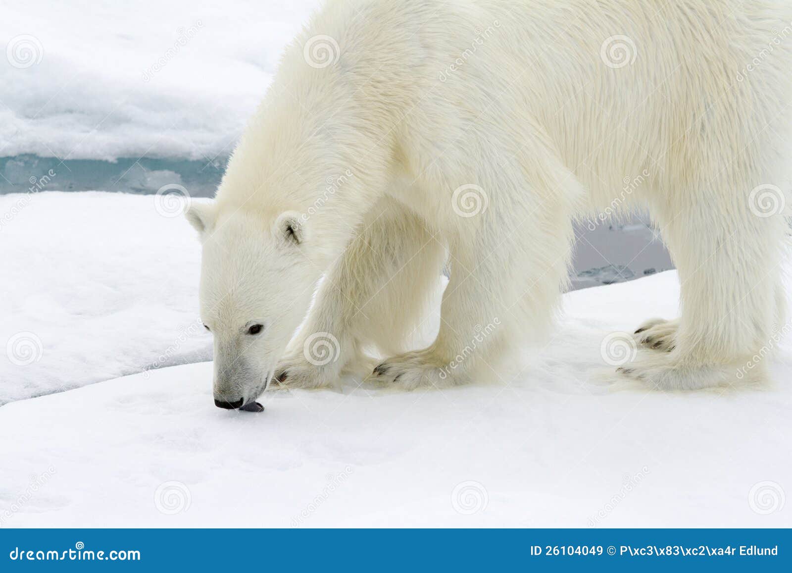 Polar Bear stock image. Image of frozen, spitsbergen - 26104049