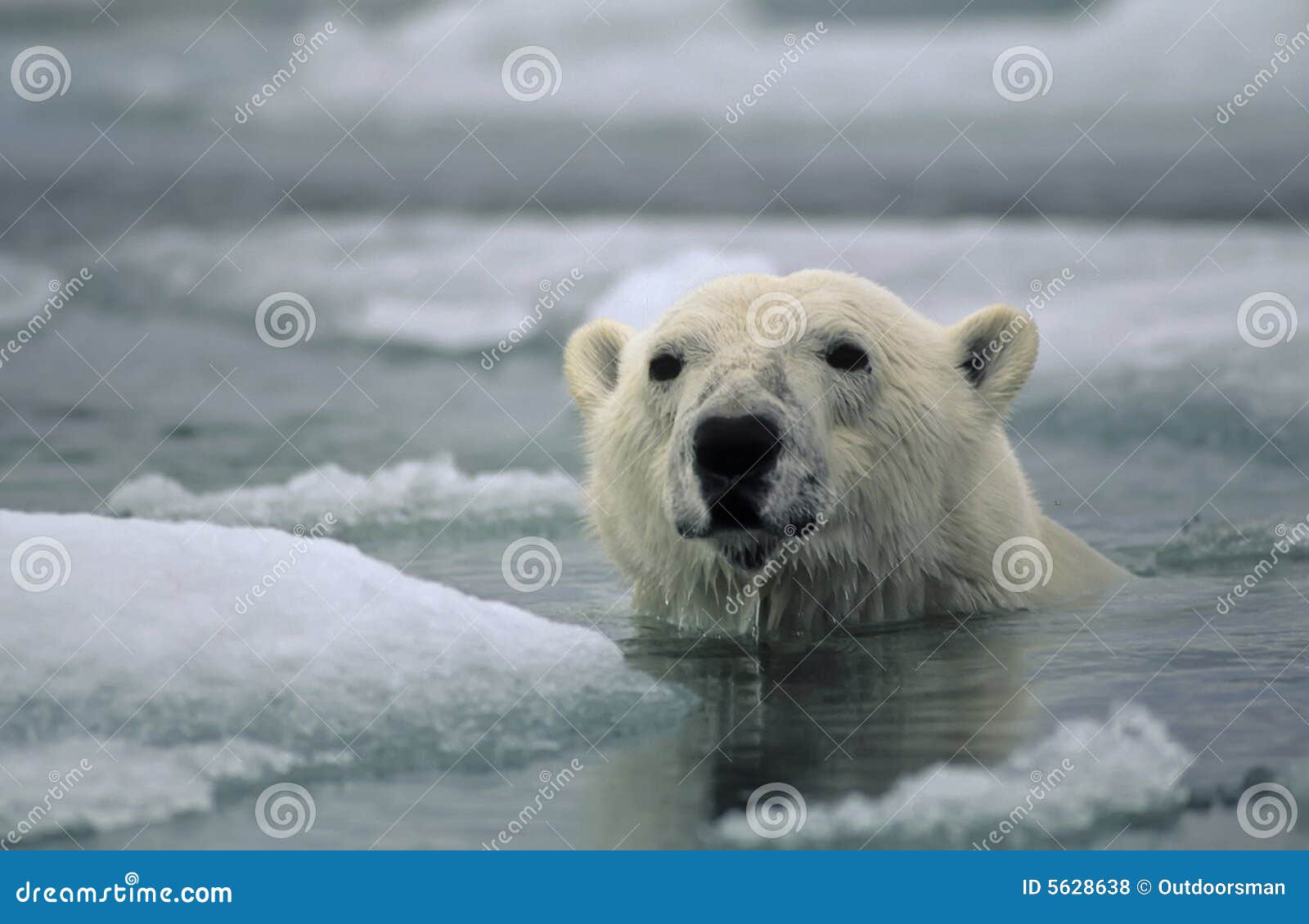 Polar bear stock photo. Image of animal, cold, bear, nature - 5628638