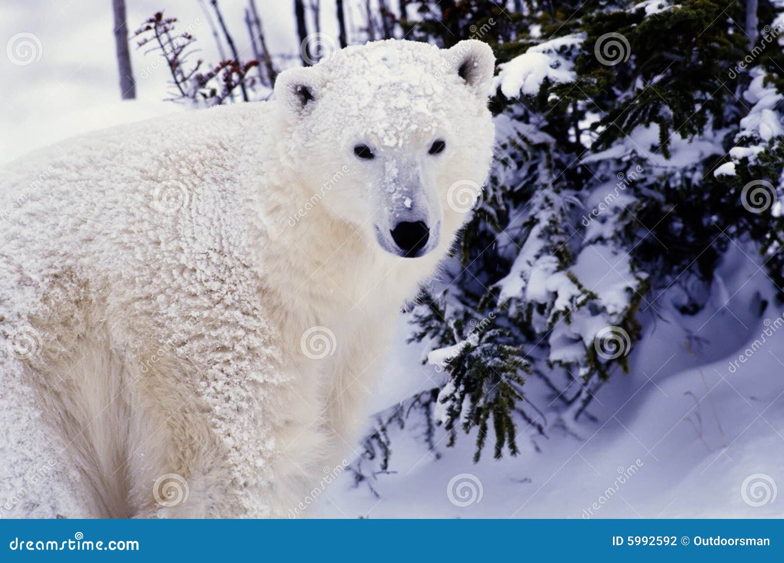 Polar bear stock photo. Image of outdoors, wildlife, winter - 5992592