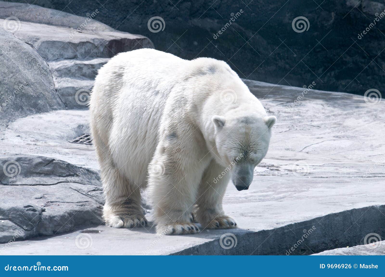 Polar bear stock photo. Image of large, mammal, north - 9696926