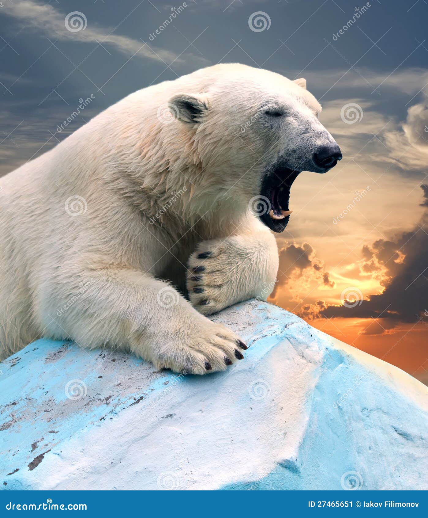Polar bear against sunset stock image. Image of hunt - 27465651