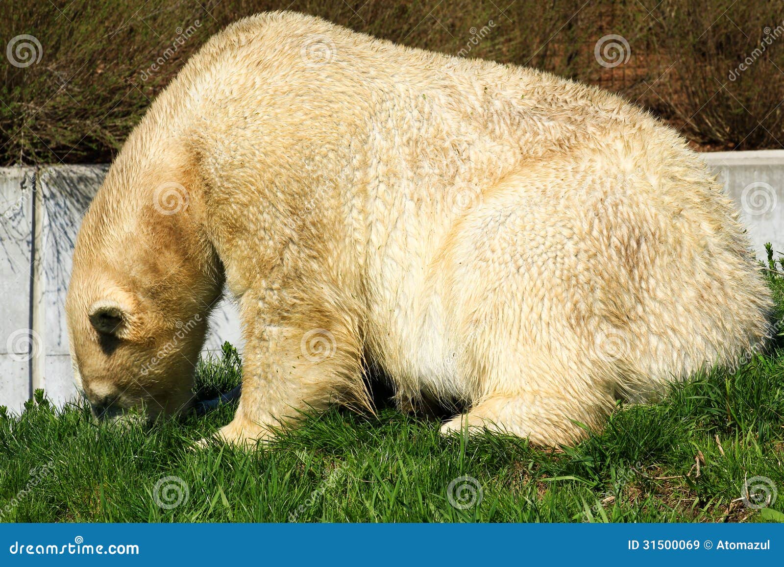 Polar Bear B stock image. Image of largest, smelling - 31500069