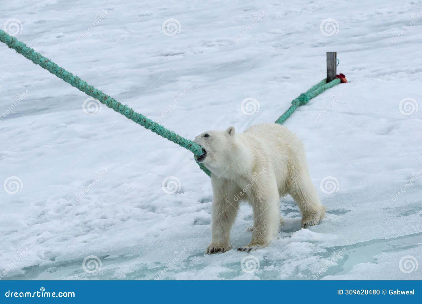 Polar Bear Biting on the Rope of an Expedition Ship, Svalbard ...
