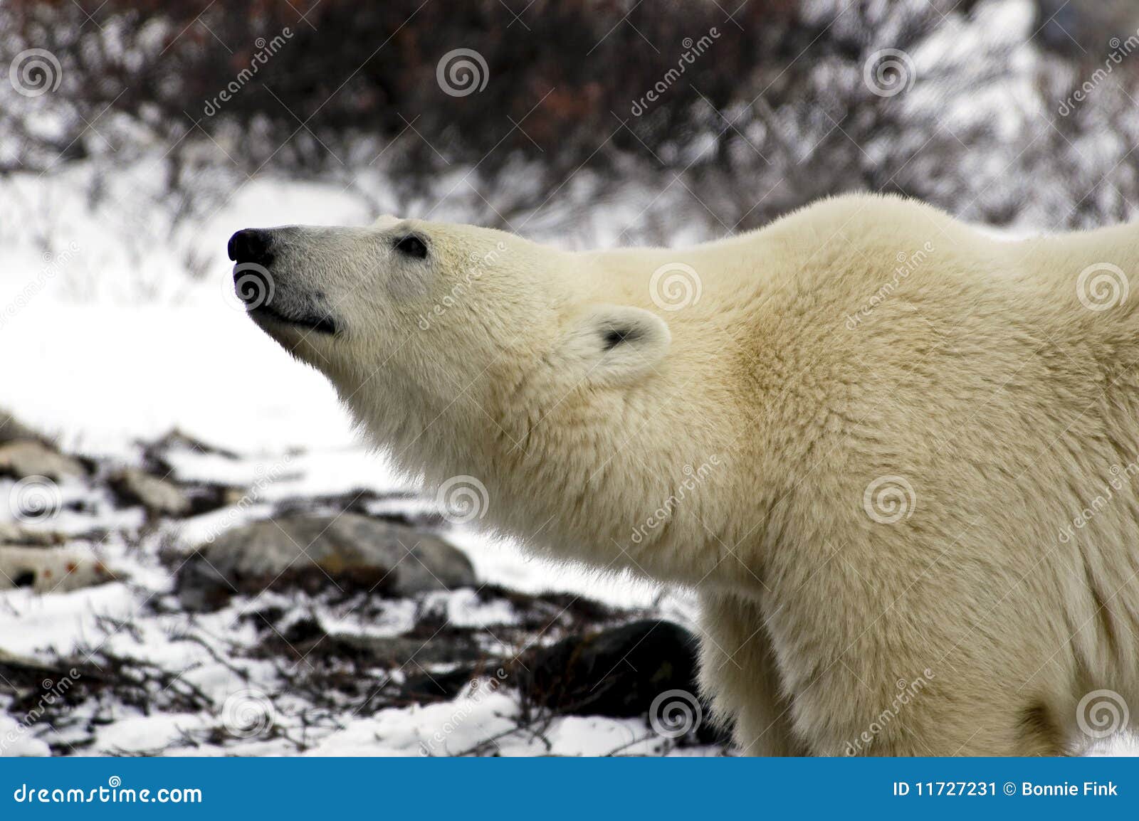 Polar Bear in Canada stock image. Image of tundra, standing - 11727231