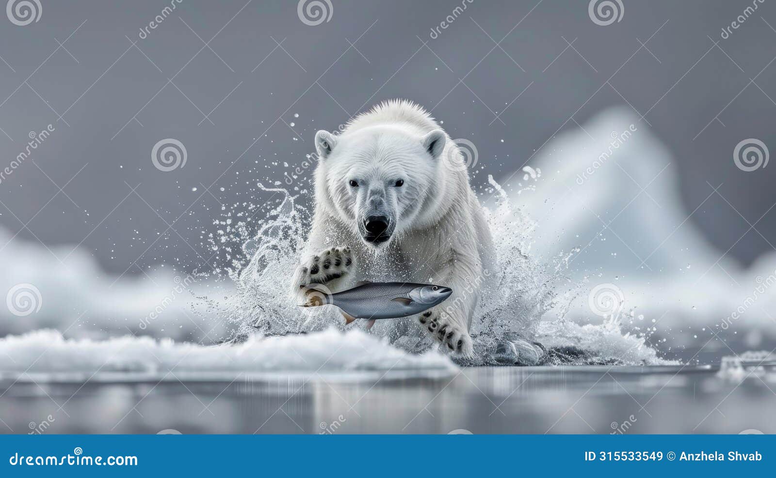 Polar Bear Catches Fish, Wild Animals Concept, White Background, Banner ...